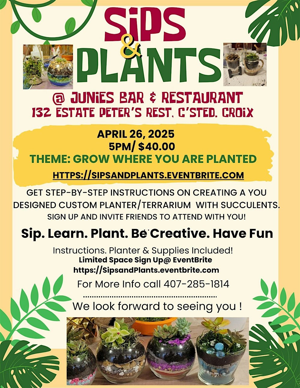 Sips & Plants - A Succulent Terrarium Workshop - My Virgin Islands